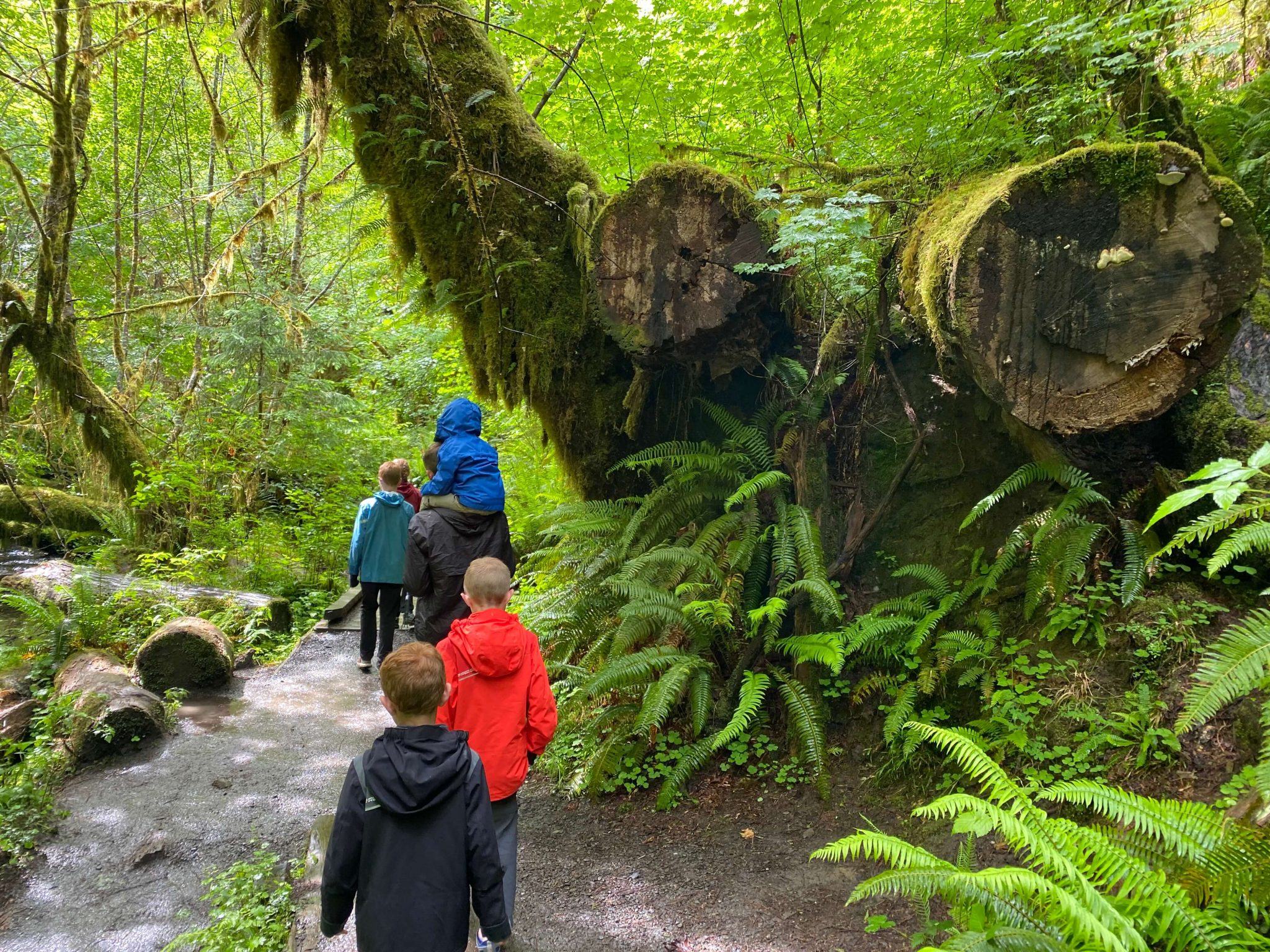 9 Incredible Olympic National Park Hikes For Kids - Adventure Travel Family